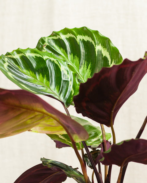 Kalatea medalion (Calathea medallion) | Plants For Humans Kalatea medalion (Calathea medallion) | Plants For Humans