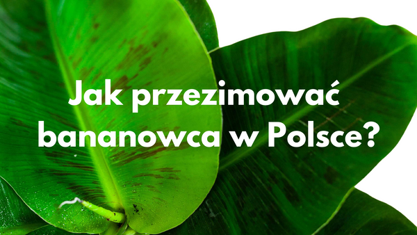 Jak zimować bananowce w Polsce? – Plants For Humans