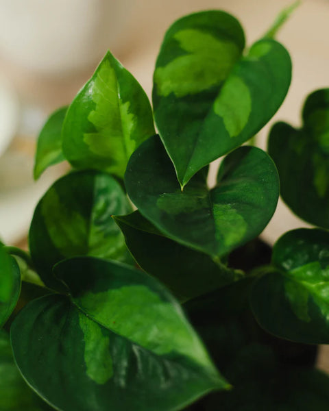 Epipremnum 'Global Green' - pielęgnacja – Plants For Humans