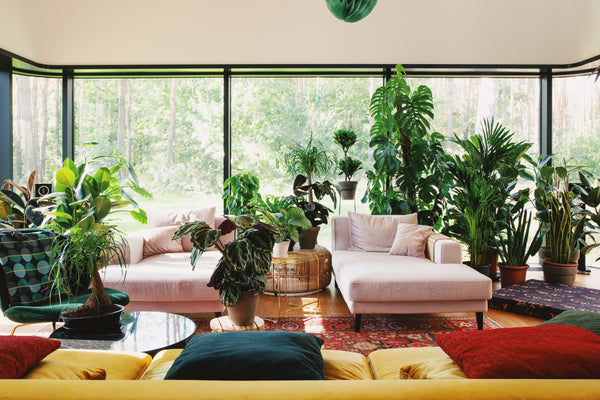 Rośliny i kwiaty doniczkowe do domu | sklep Plants for Humans – Plants ...