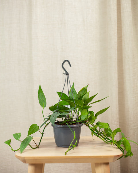 Rośliny do łazienki | Plants For Humans – Strona 2