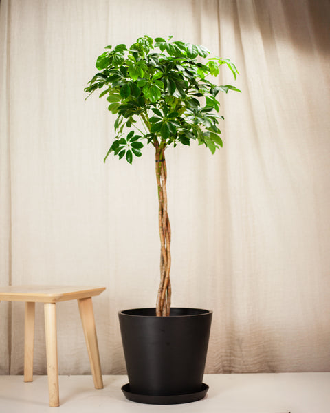 Duże rośliny do salonu – 130cm+ z efektem wow | Plants For Humans