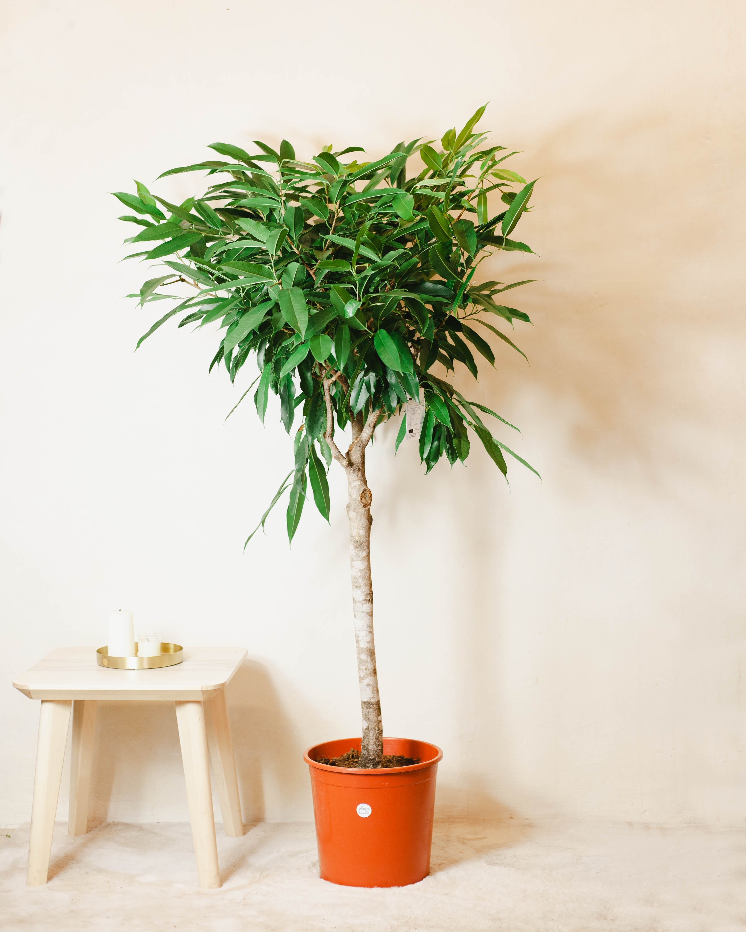 Fikus Amstel King (Ficus binnendijkii 'Amstel King') XXL | Plants For ...