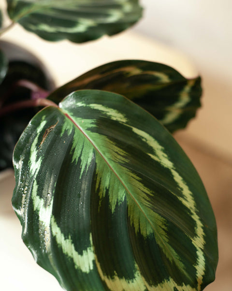 Kalatea medalion (Calathea medallion) | Plants For Humans Kalatea medalion (Calathea medallion) | Plants For Humans
