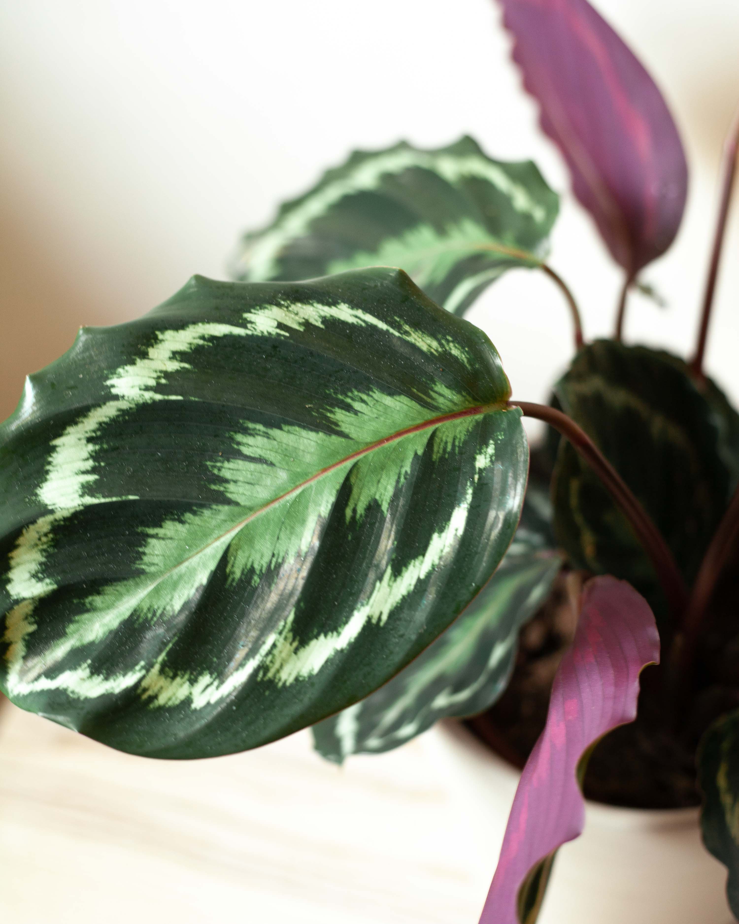 Kalatea medalion (Calathea medallion) | Plants For Humans