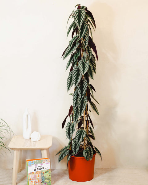 Duże rośliny bezpieczne dla zwierząt – Strona 2 – Plants For Humans