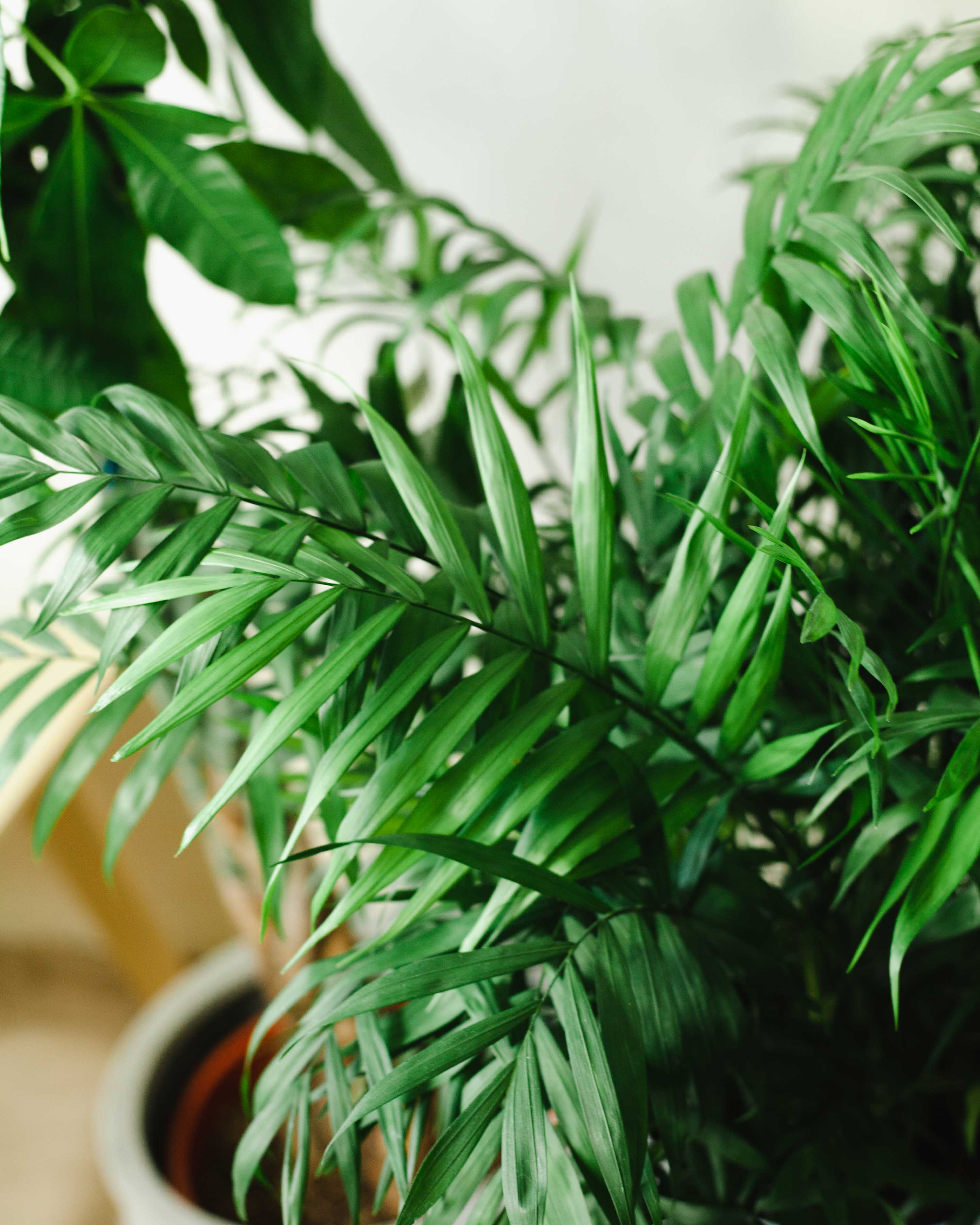 🌱 Chamedora (Chamaedorea elegans) | Plants For Humans