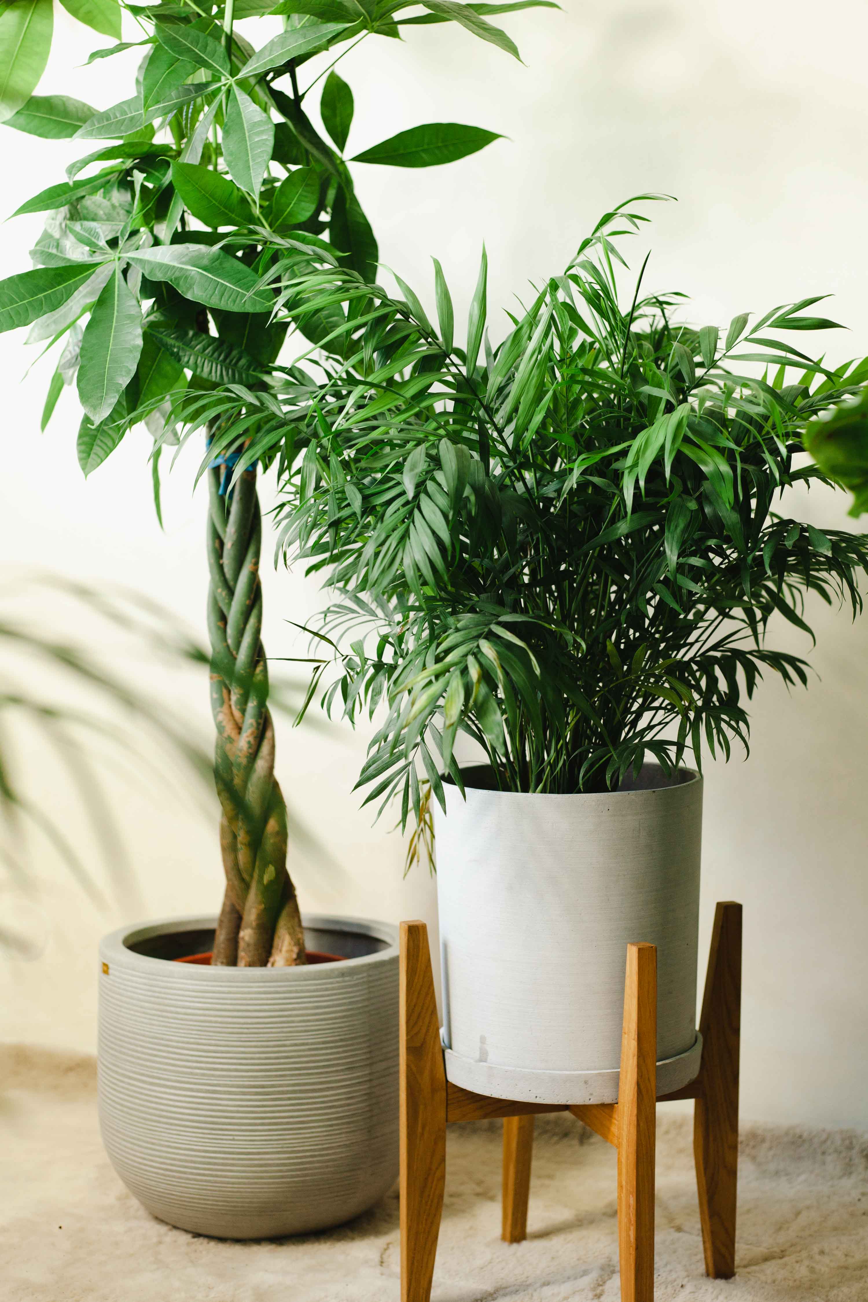 🌱 Chamedora (Chamaedorea elegans) | Plants For Humans