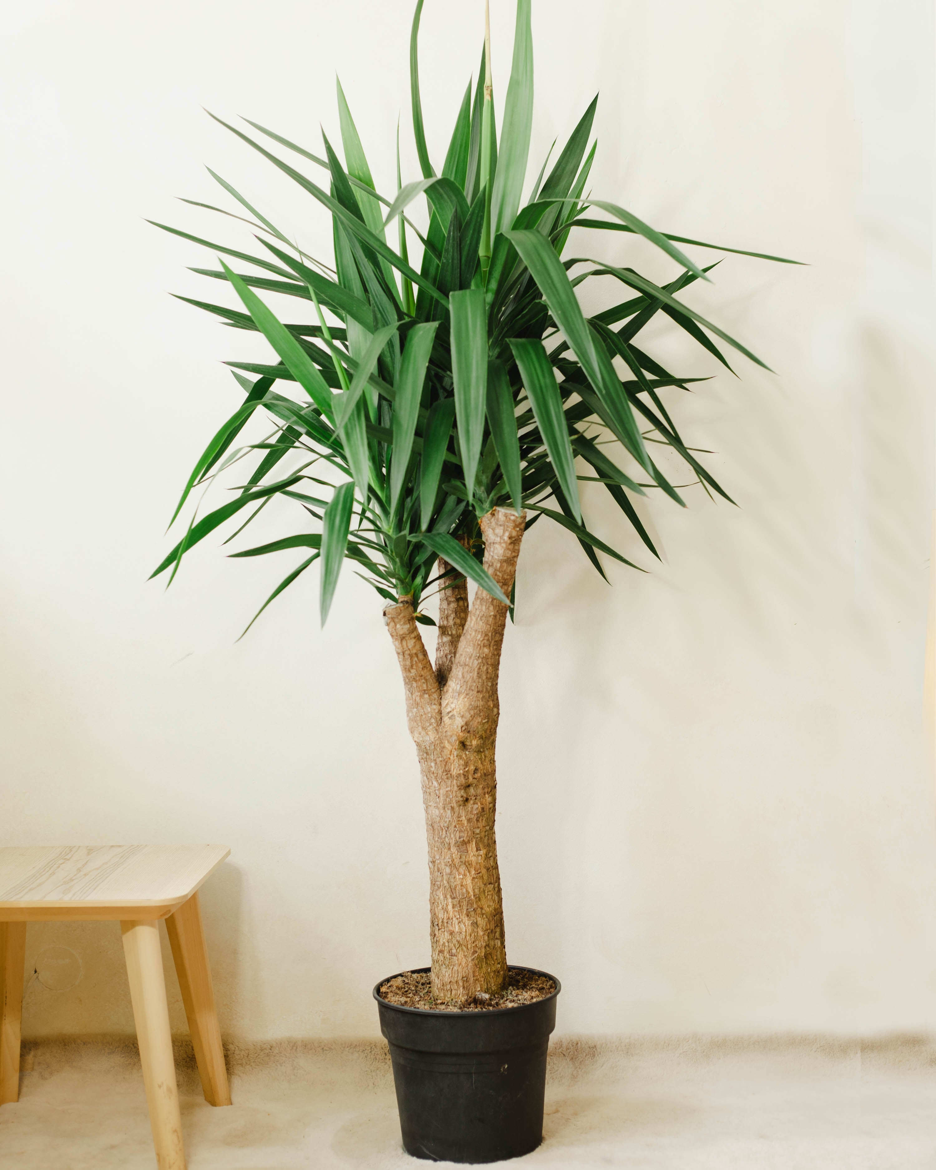 🌱 Juka (Yucca) XL | Plants For Humans