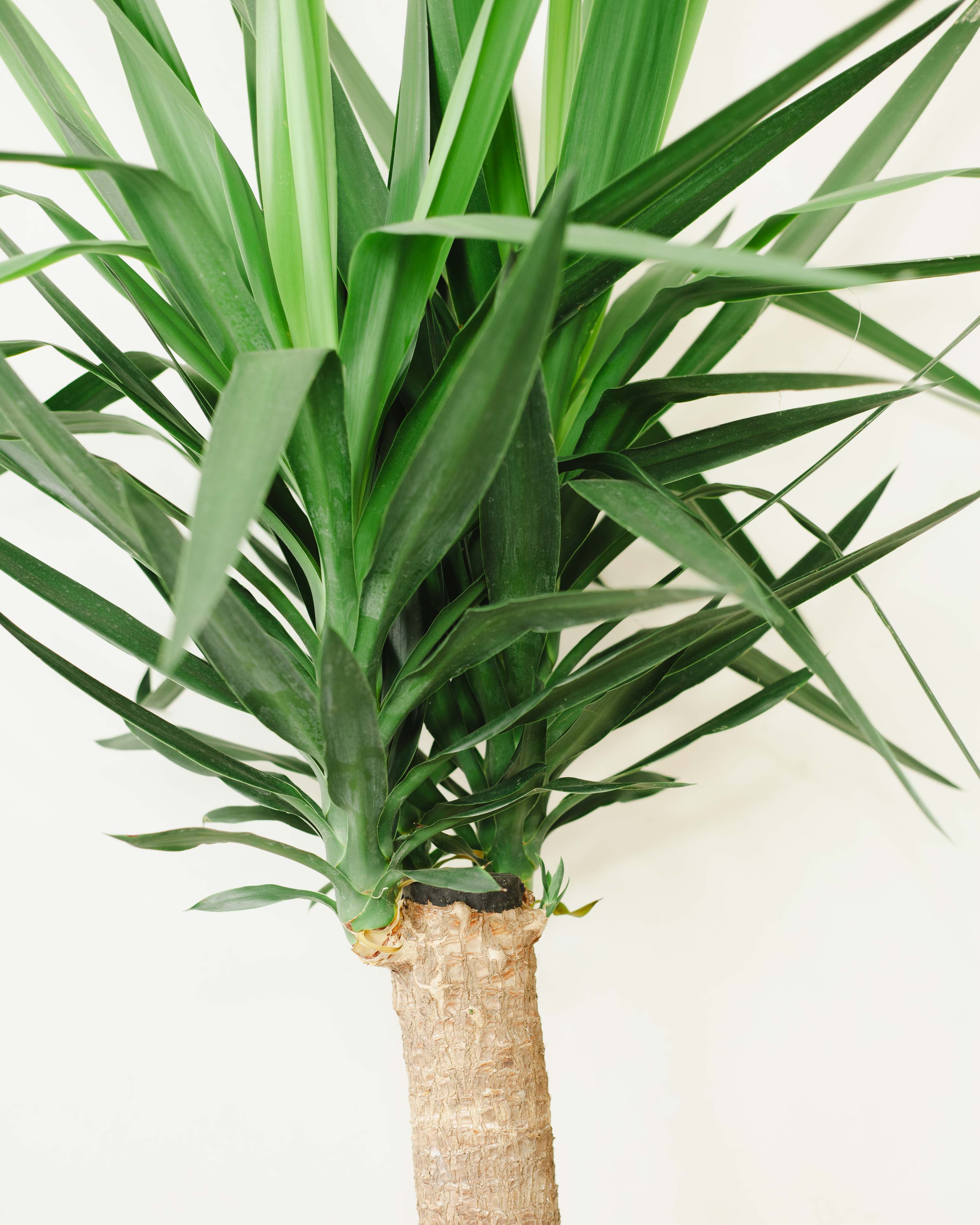 🌱 Juka (Yucca) XL | Plants For Humans