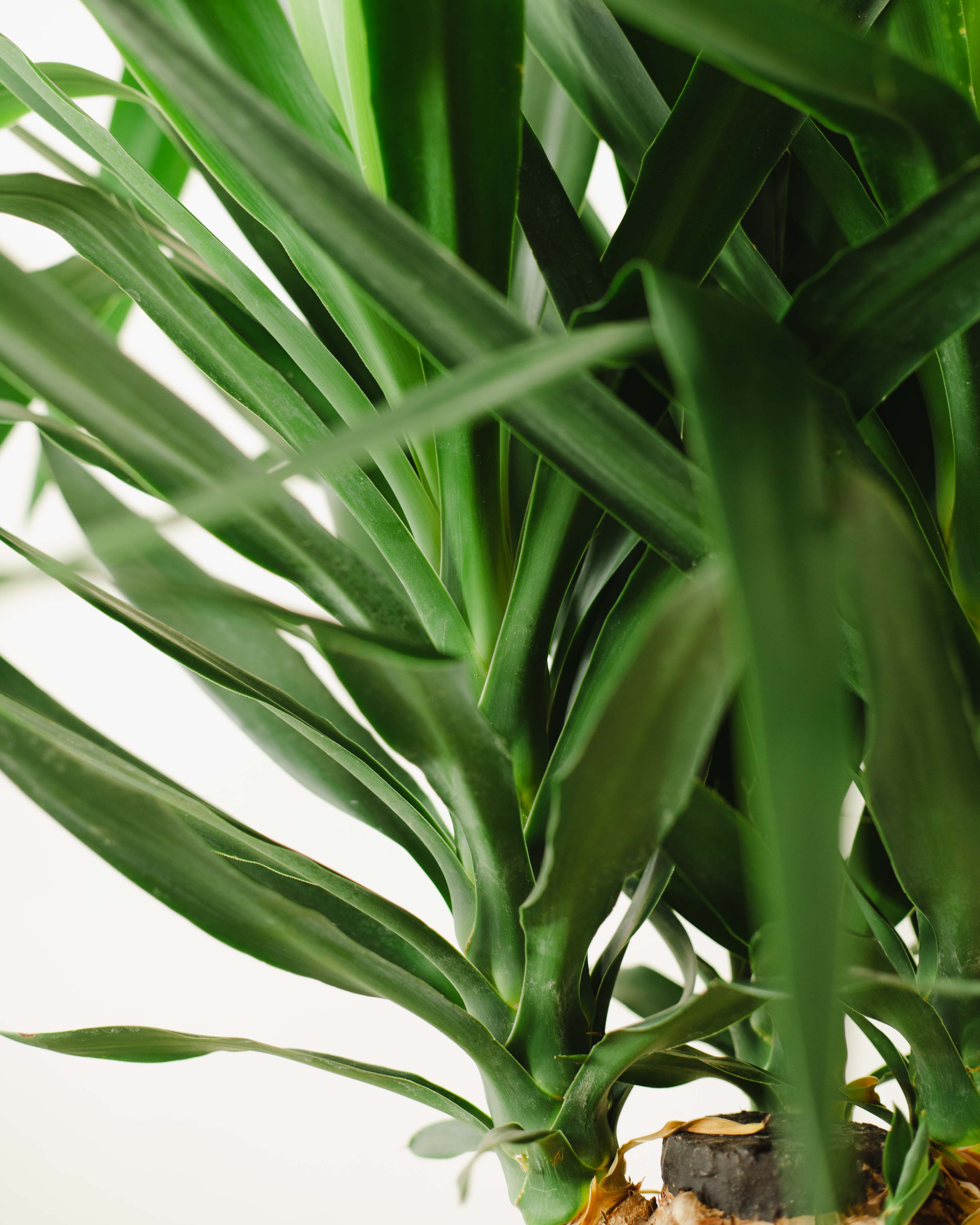 🌱 Juka (Yucca) XL | Plants For Humans