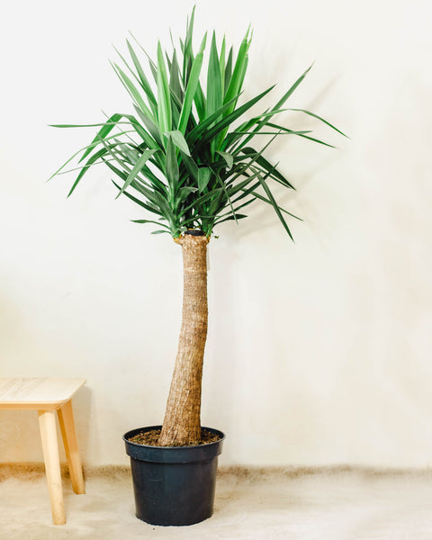 🌱 Juka (Yucca) XL | Plants For Humans