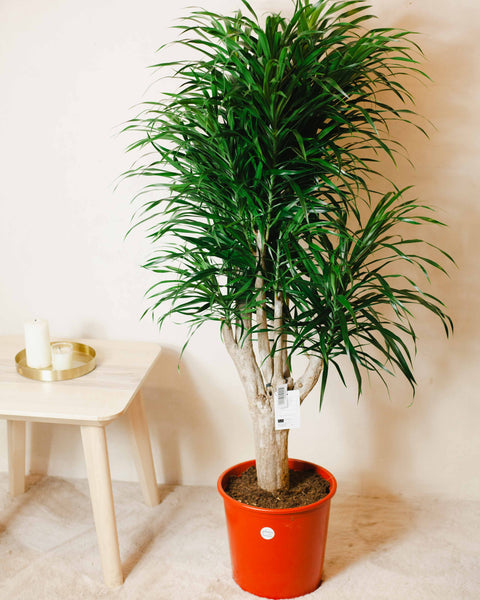 🌱 Dracena (Dracaena reflexa 'Anita') XL | Plants For Humans