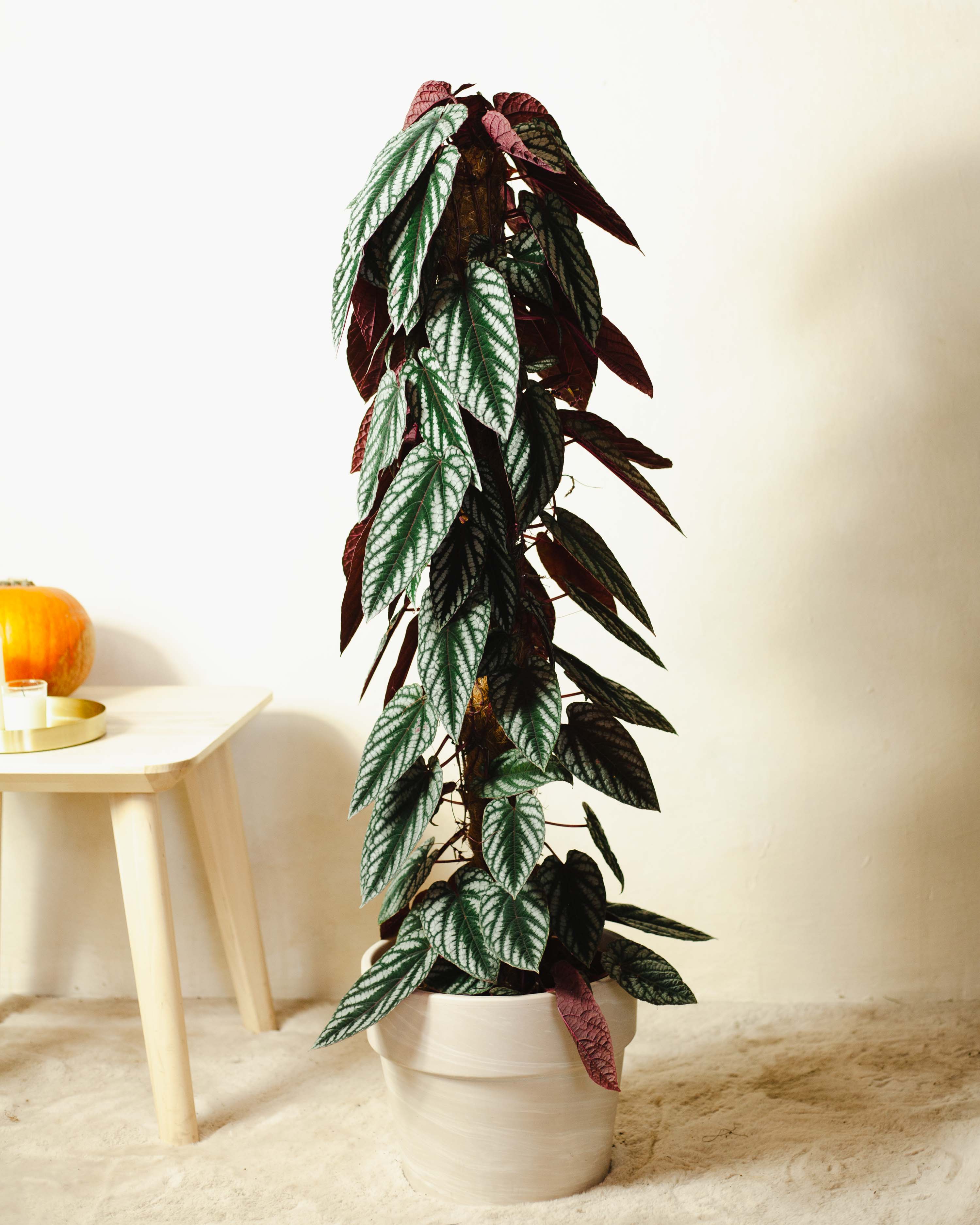 🌱 Cissus discolor XL | Plants For Humans