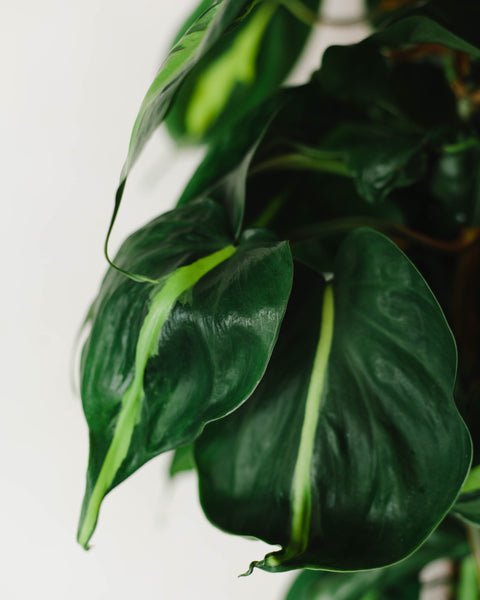 Duże rośliny łatwe w pielęgnacji – Plants For Humans