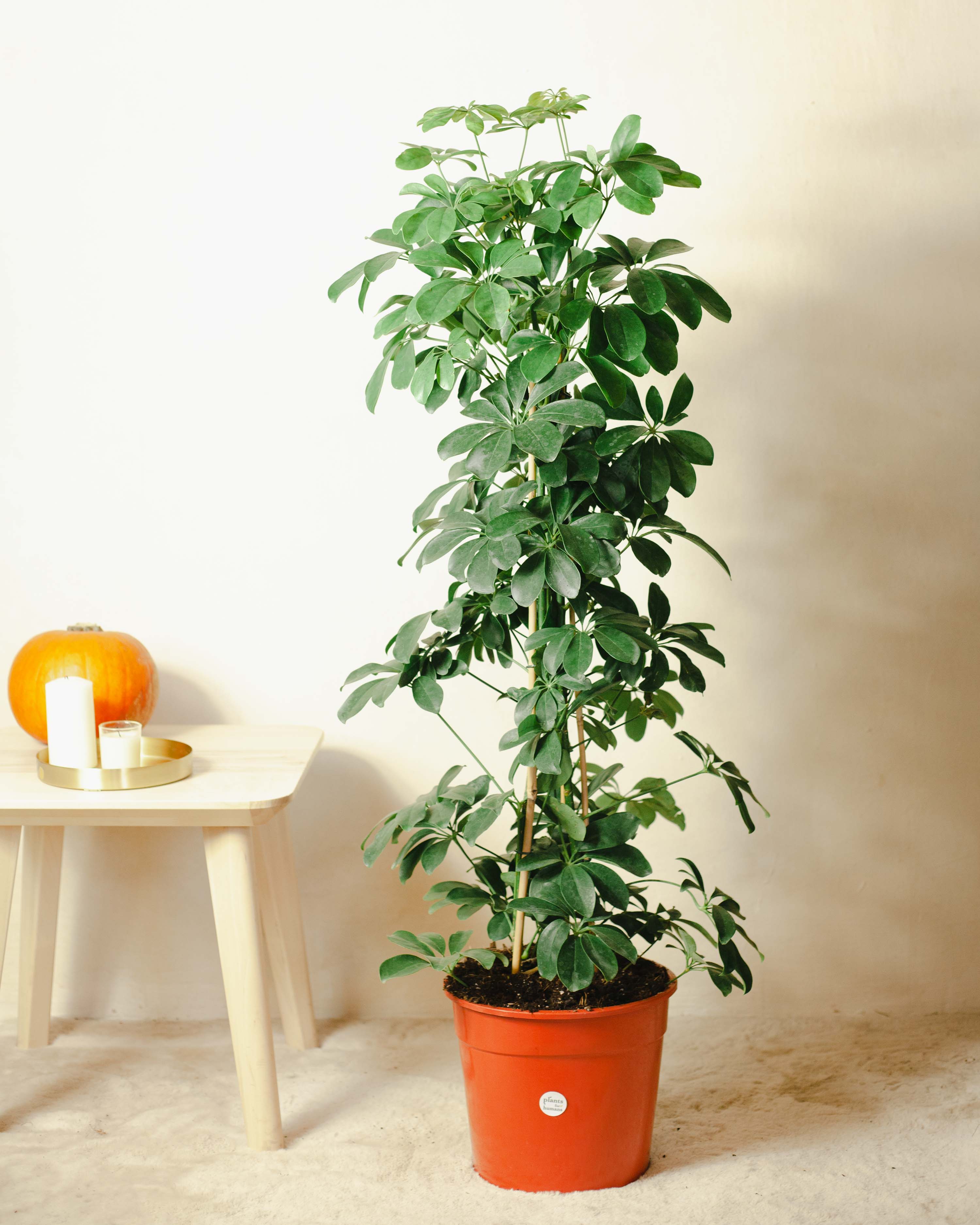 Szeflera (Schefflera arboricola) XL | Plants For Humans