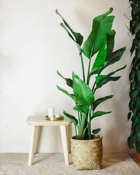 Rośliny do miejsc o bezpośrednim nasłonecznieniu – Plants For Humans